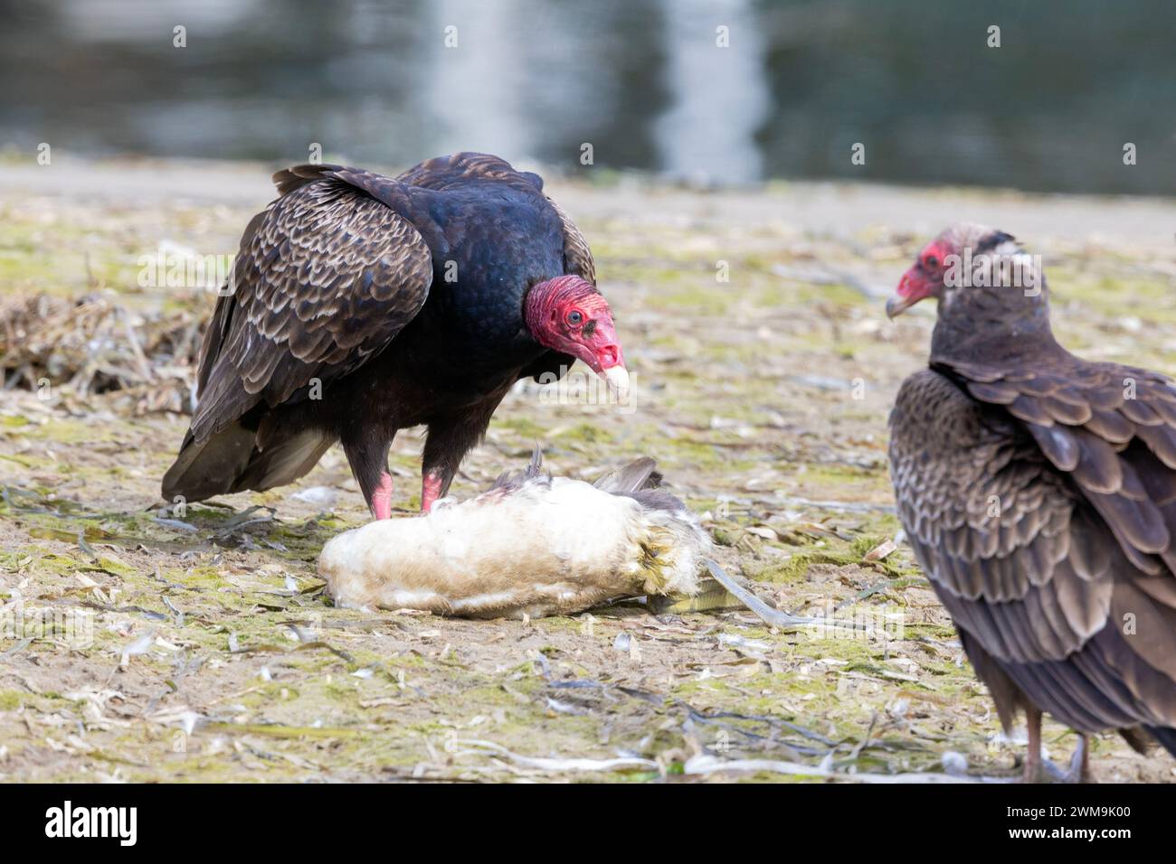 Turkey Vultures Standing Near Dead Western Grebe Stock Photo - Alamy