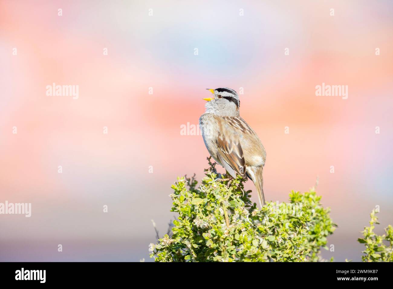 White crowned Sparrow Singing Stock Photo - Alamy
