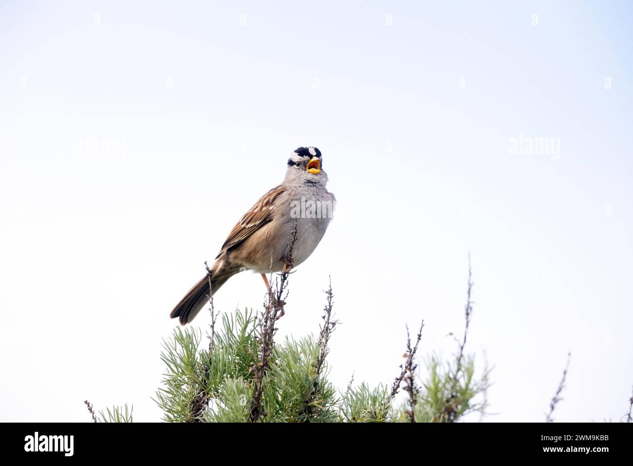 White crowned Sparrow Singing Stock Photo - Alamy