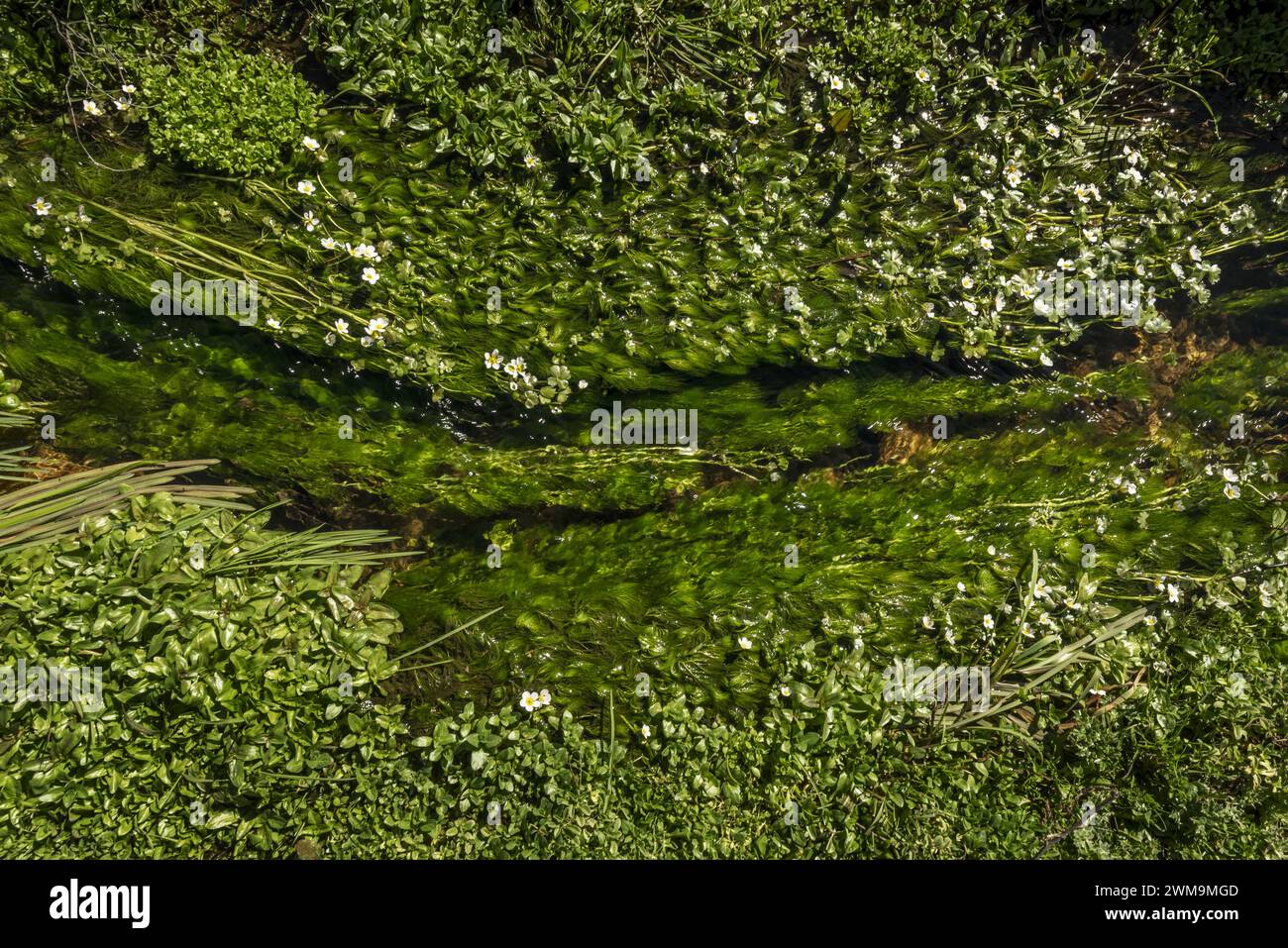 Covered in vegetation hi-res stock photography and images - Alamy