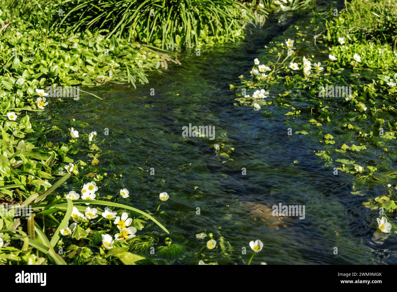 A small stream of crystal clear water completely covered in vegetation ...