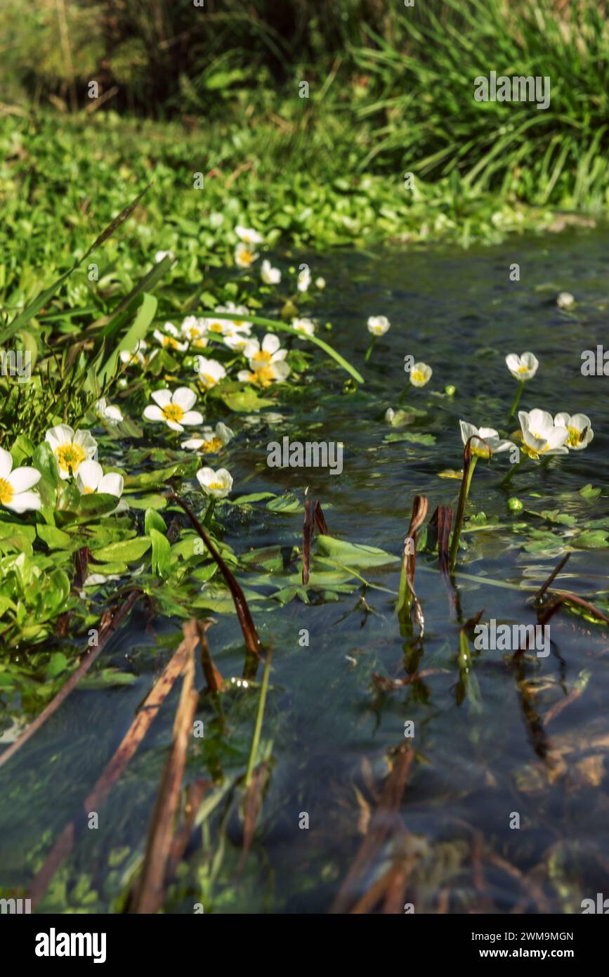 A small stream of crystal clear running water with small white flowers ...