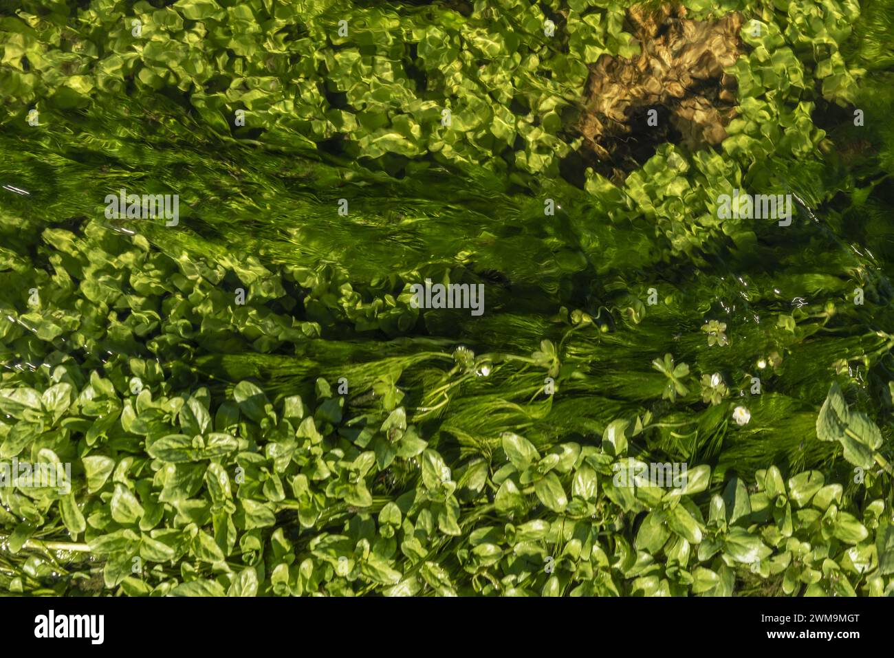 Overhead image of a small stream of crystal clear running water full of ...