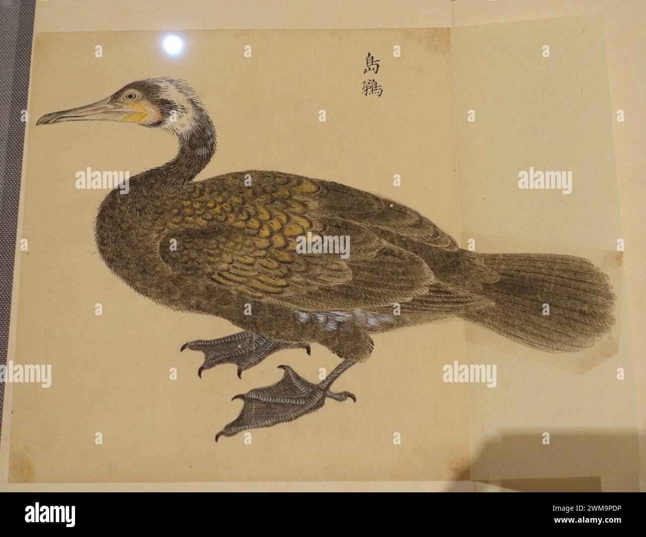 Bird 1, from Album of Birds, Waterbirds 2, compiled by Hotta Masa'atsu ...