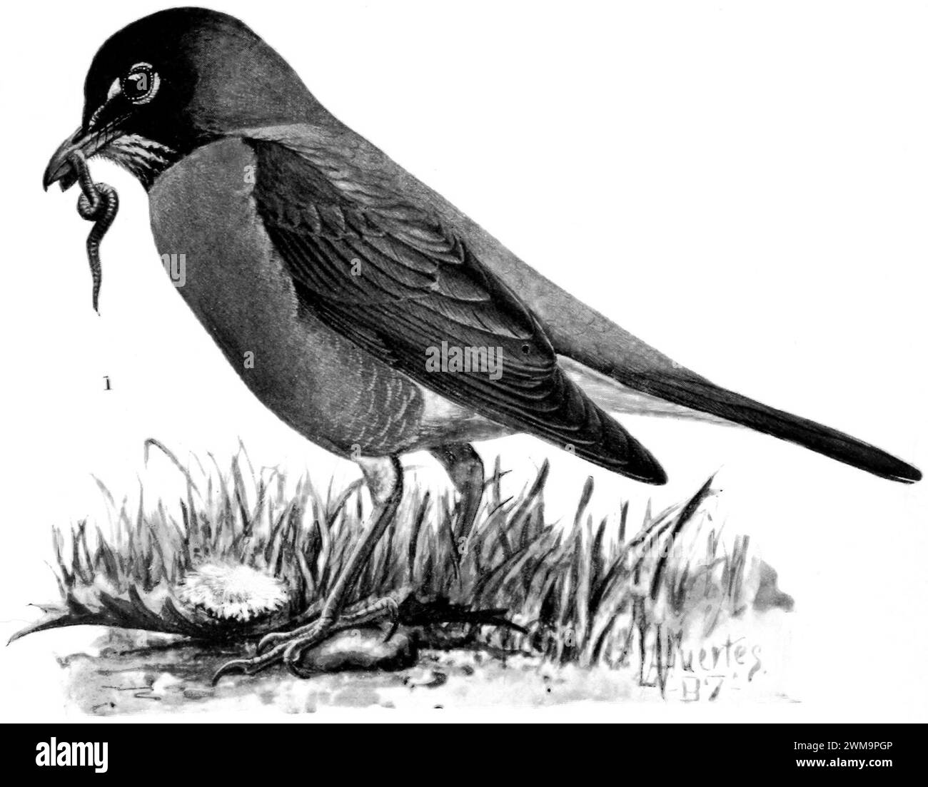 1903 6 Cut Out Stock Images & Pictures - Alamy