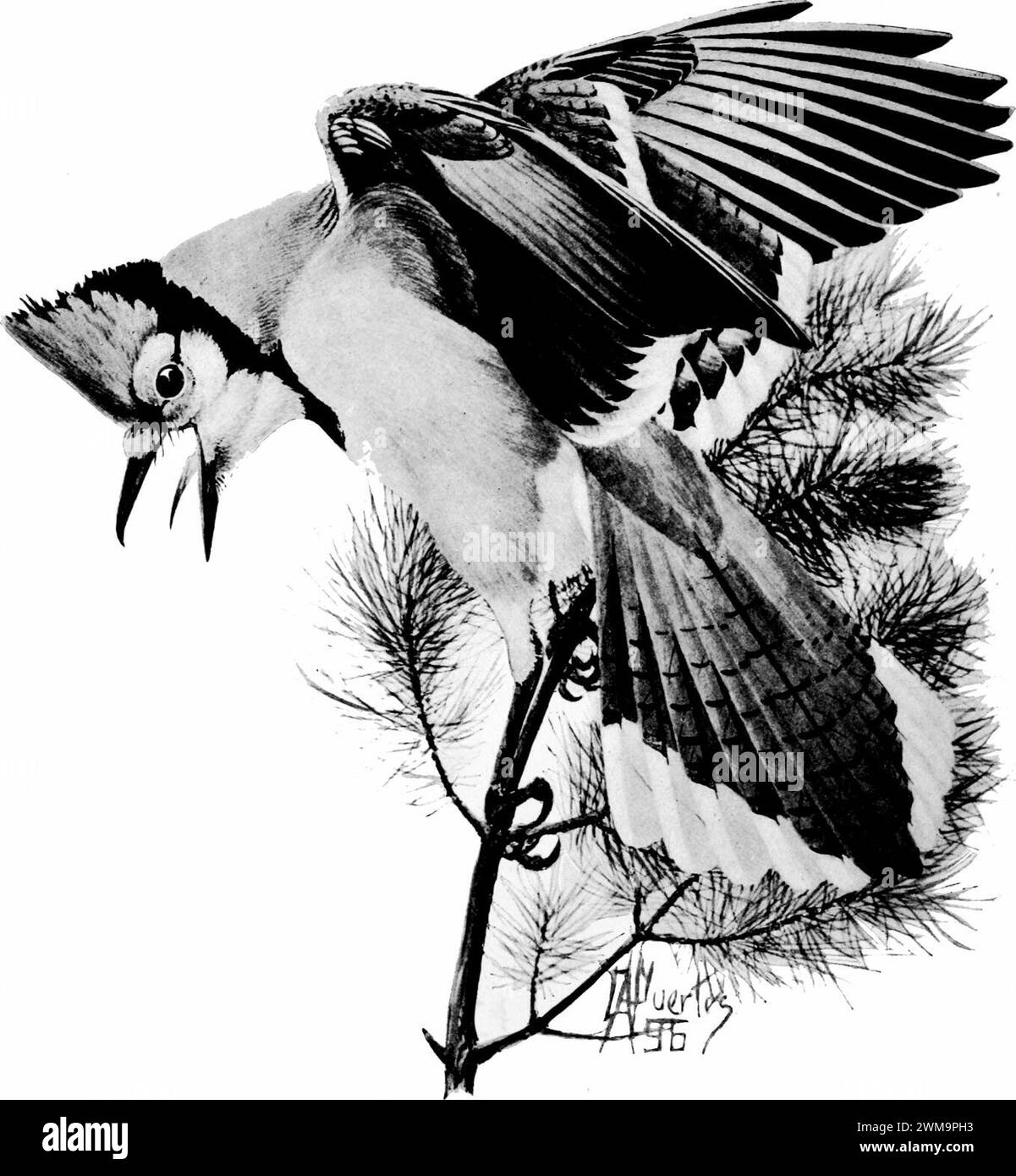 Plate 40 Cut Out Stock Images & Pictures - Alamy