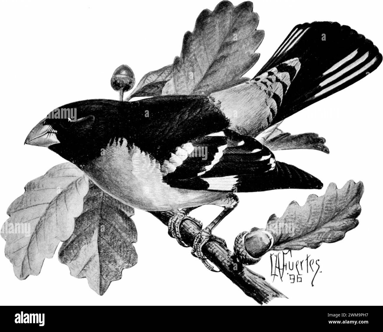 Birdcraft (1903), plate 33 Stock Photo - Alamy