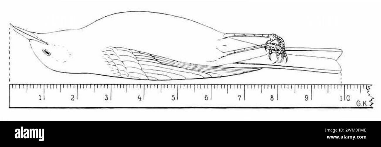 BirdMorphometrics (bill-to-tail length measurement Stock Photo - Alamy