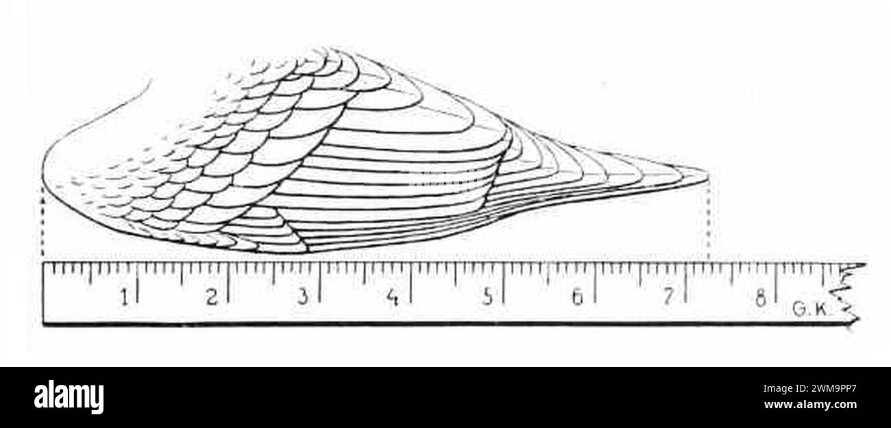 BirdMorphometrics (wing measurement Stock Photo - Alamy