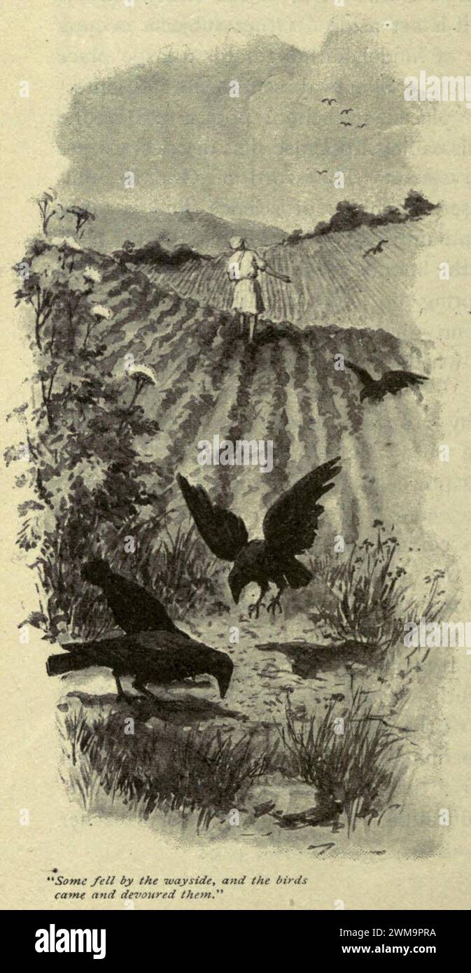 Birds from the parable of the sower Stock Photo - Alamy
