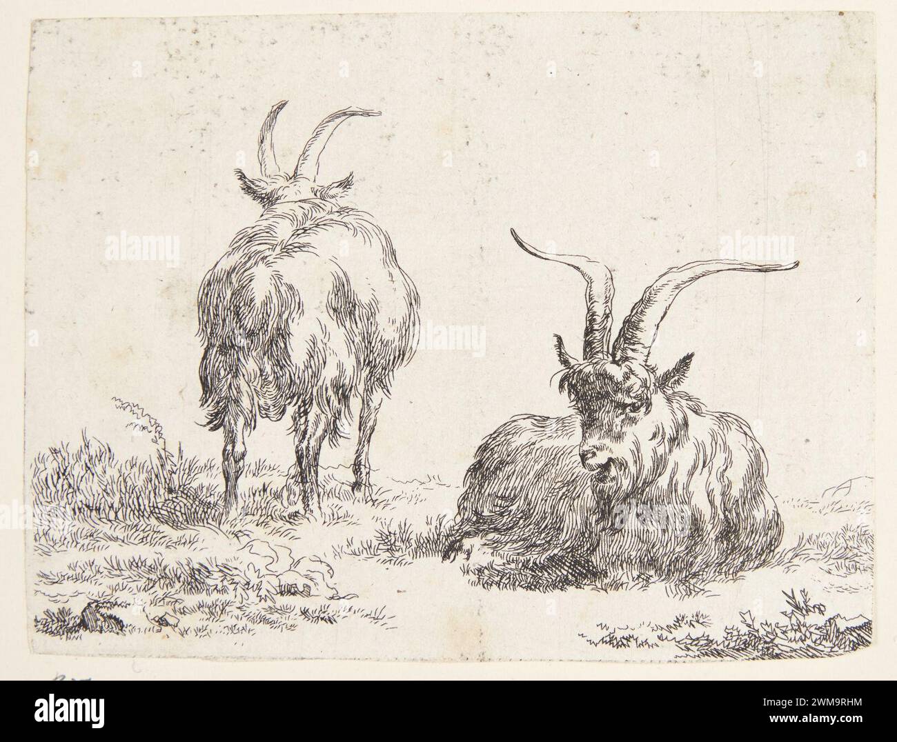 Nicolaes Berchem, En liggende ged og en stående ged set bagfra Stock ...