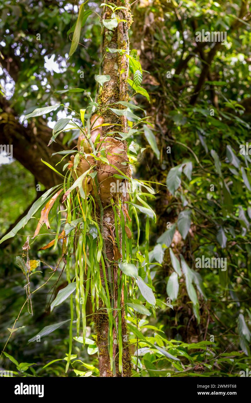 An Elkhorn plant (Platycerium bifurcatum) and a Needle Berry vine ...
