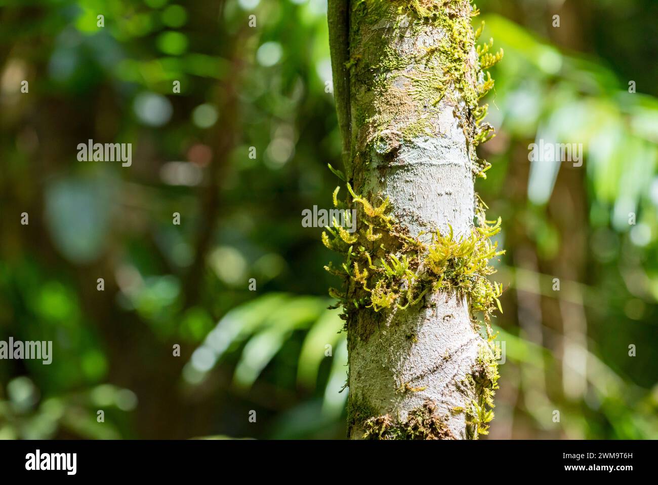 Australian moss, possibly Glyphothecium sciuroides growing on a tree in ...