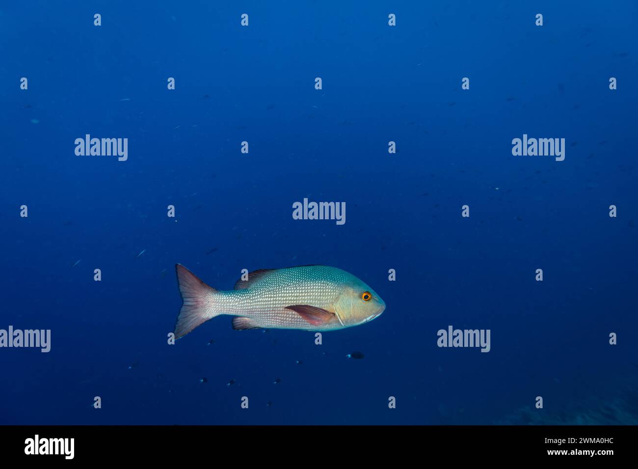 Snapper fish swims through clear blue waters on a tropical coral reef ...