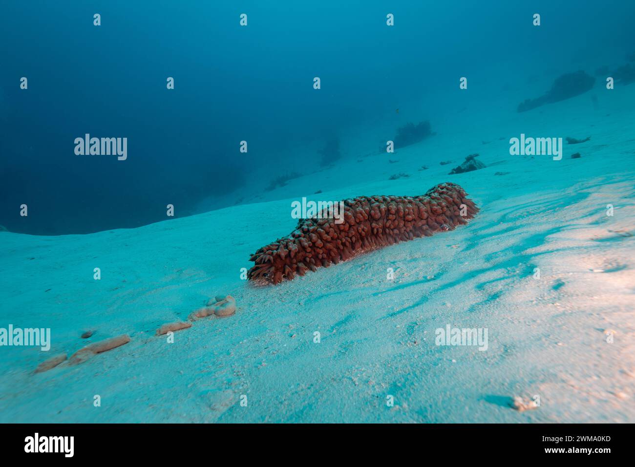Giant red spiked Sea Cucumber crawling along white sand in clear ...