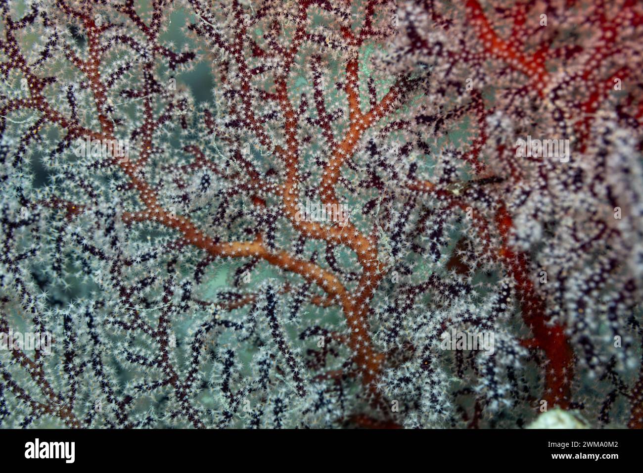 Polyps and symbiotic zooxanthellae hi-res stock photography and images ...
