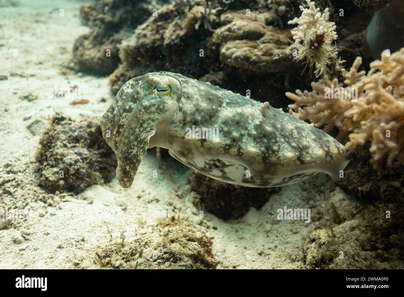 Cuddlefish hi-res stock photography and images - Alamy