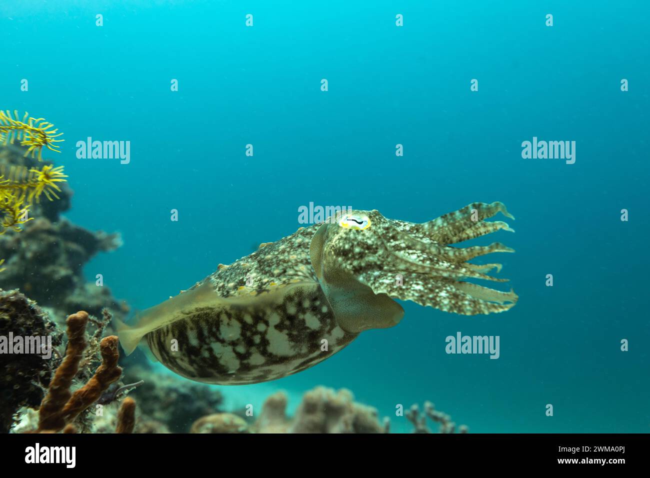 Cuddlefish, Sepiida, swimming along tropical coral reef displaying ...