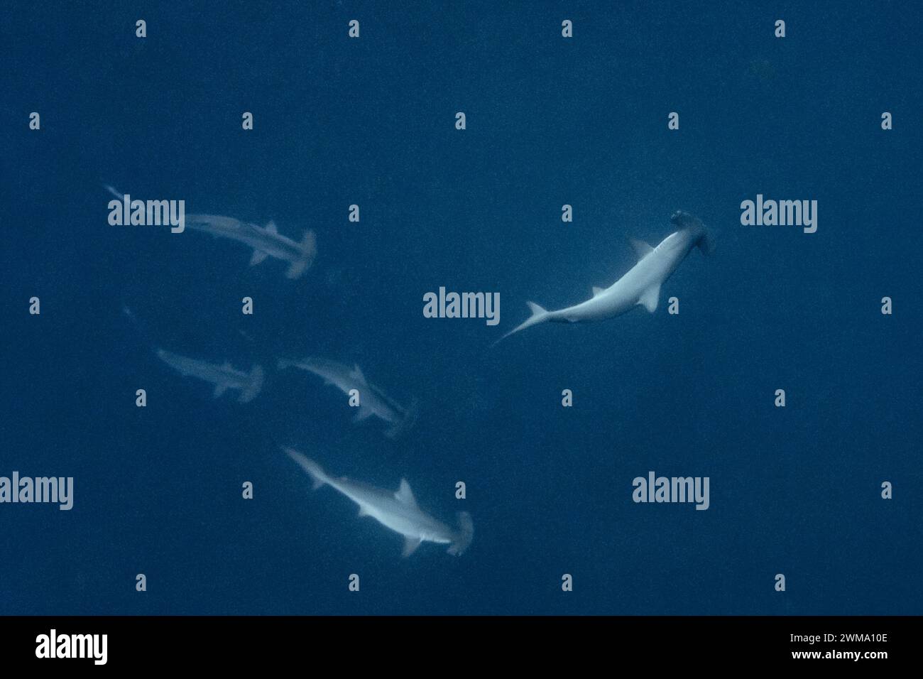 School of great hammerhead, Sphyrna mokarran, sharks swimming in the ...