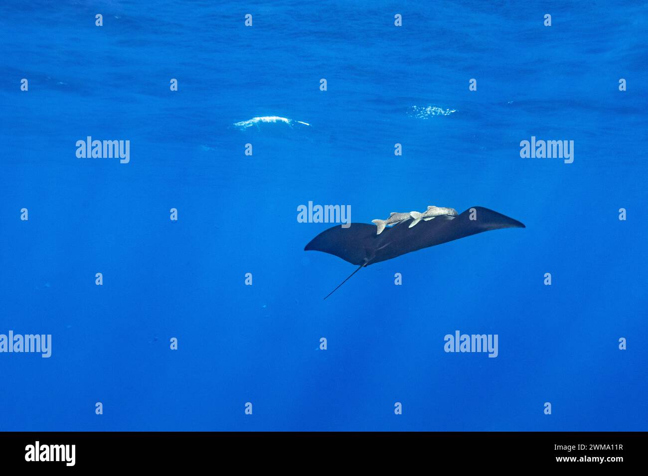Rare black Manta ray, Mobula alfredi, with 2 remora fish attached swims ...