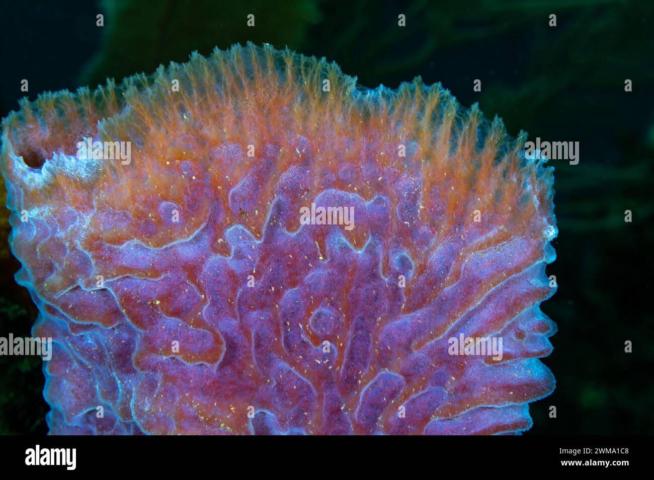 Intricate sponge texture hi-res stock photography and images - Alamy