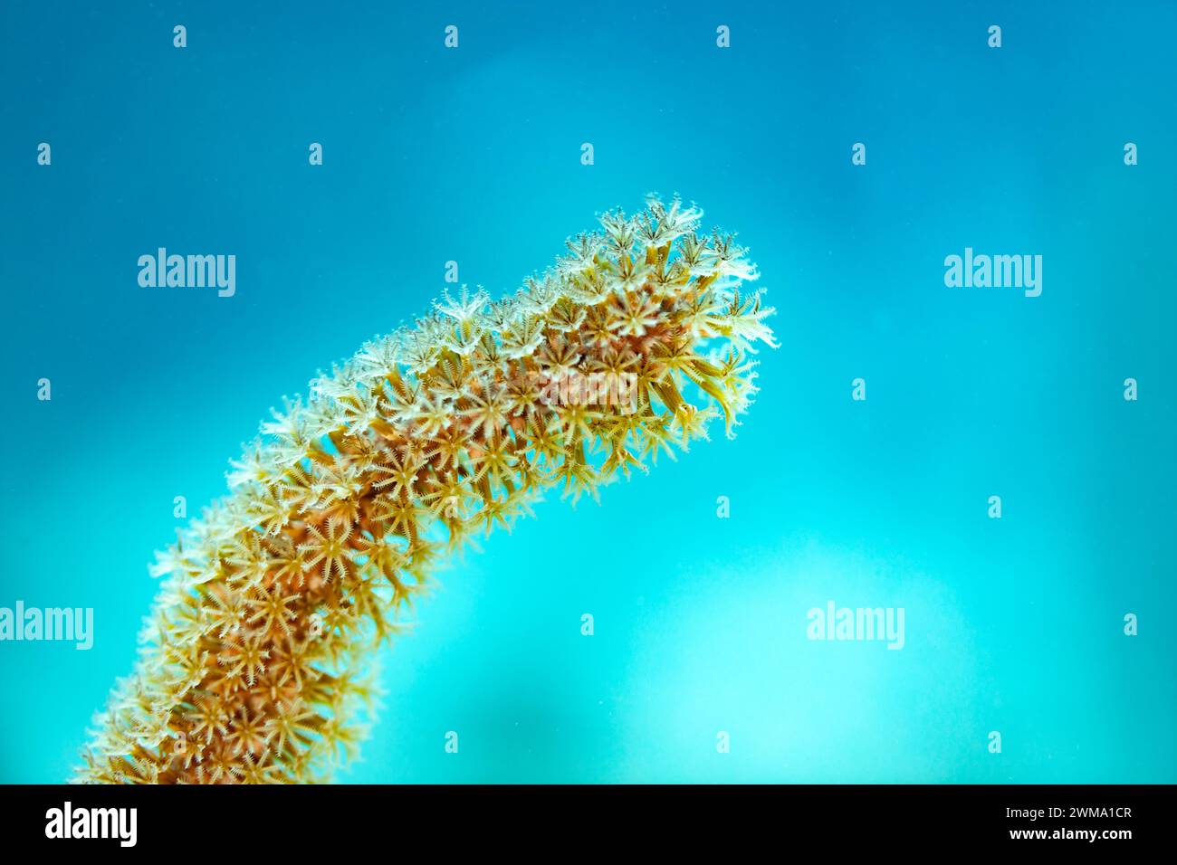 Close-up macro view of expanded polyps of the Black Sea Rod branching ...