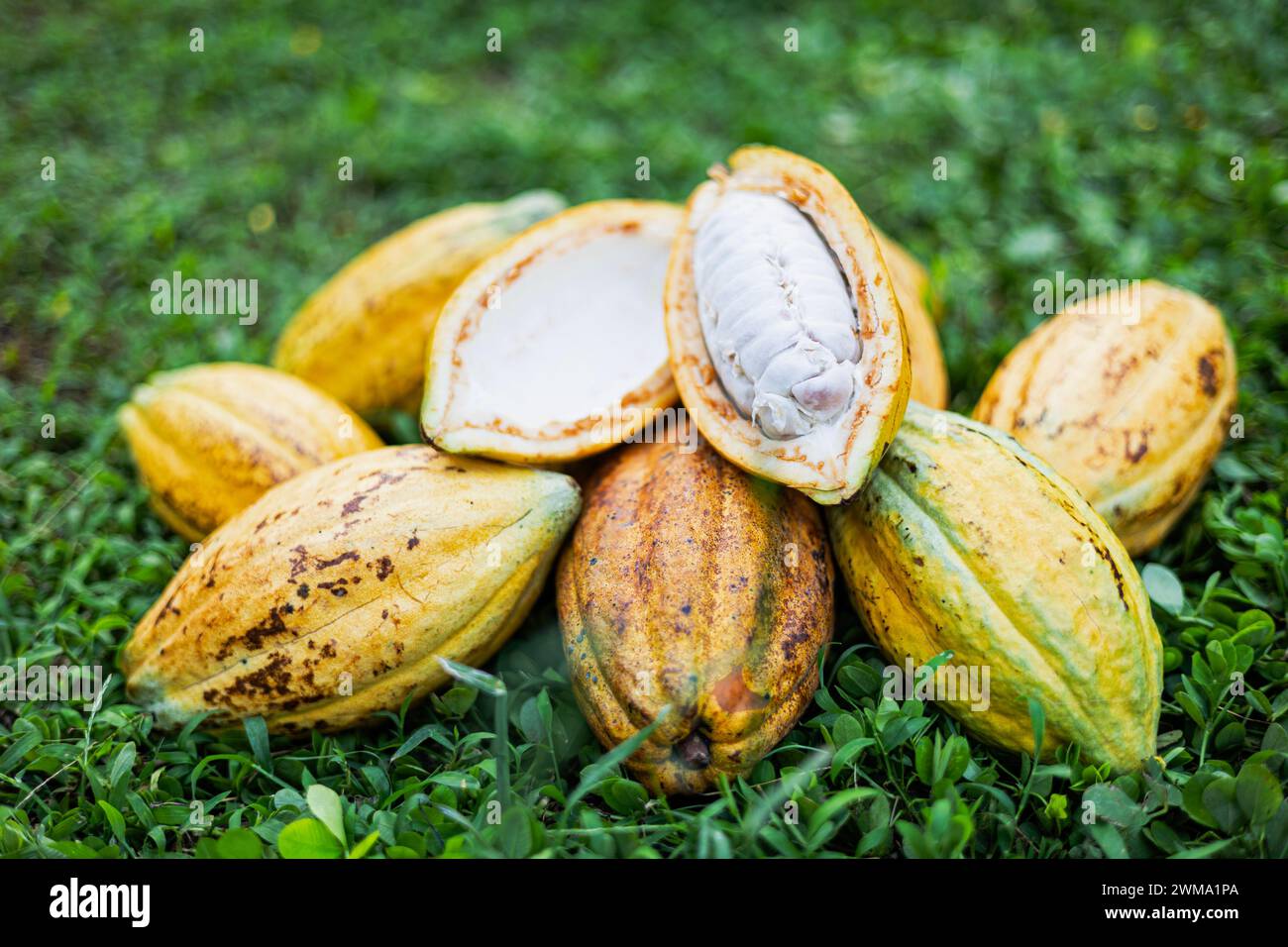Pile Of cocoa fruits pods lay on grass background on sunny day. Fresh cocoa pod cut exposing ...