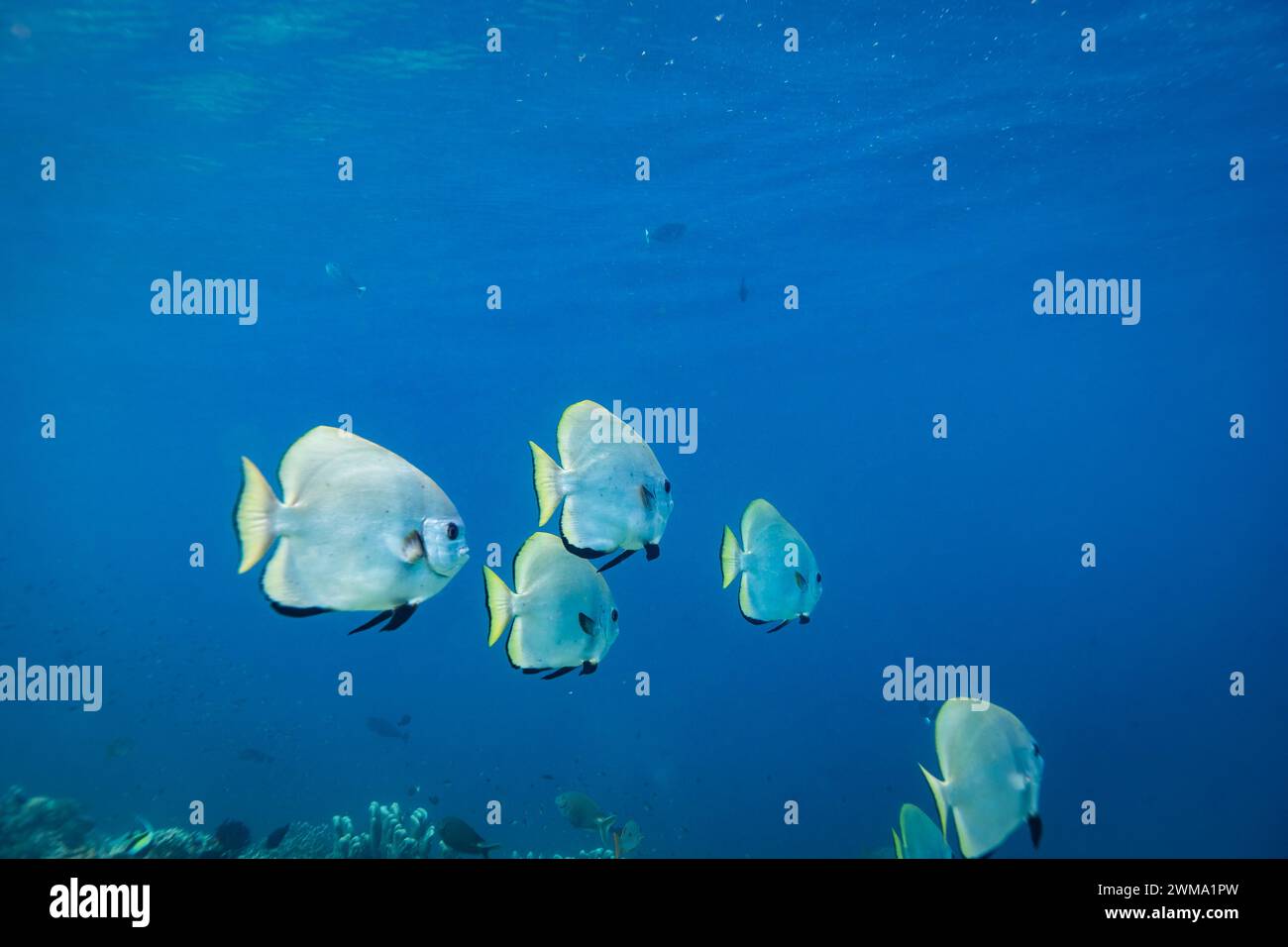 See through fish hi-res stock photography and images - Alamy