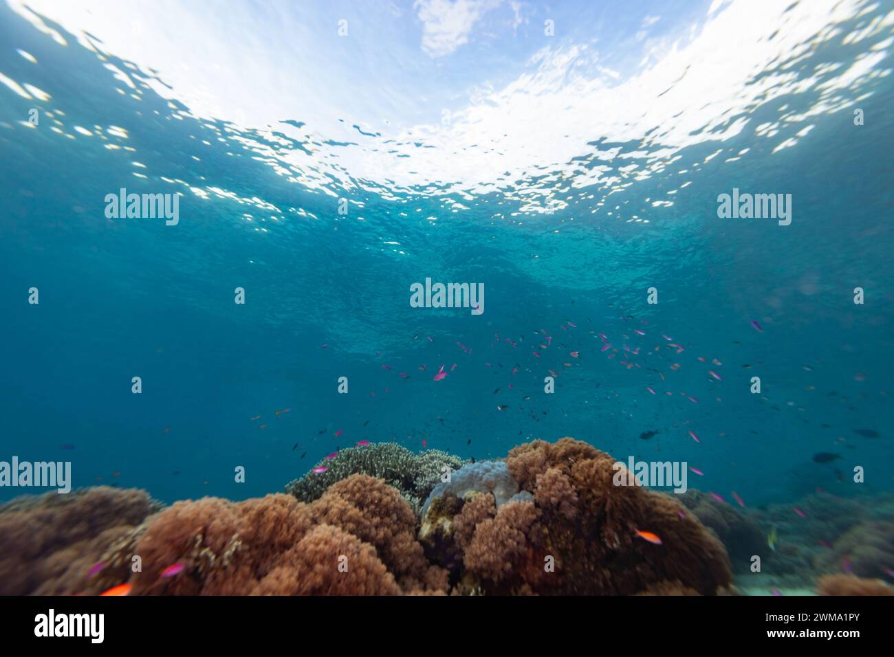 Coral reef from above hi-res stock photography and images - Alamy