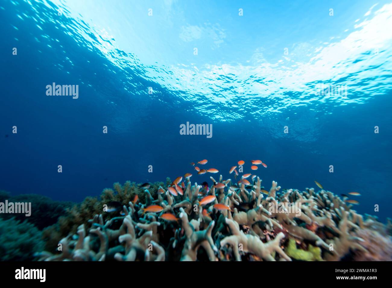 Coral reef from above hi-res stock photography and images - Alamy