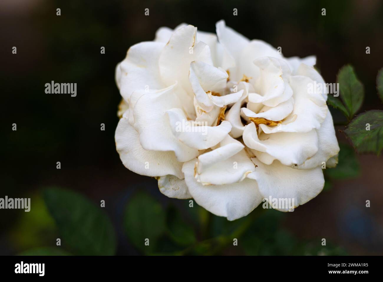 Vintage realistic flower hi-res stock photography and images - Alamy
