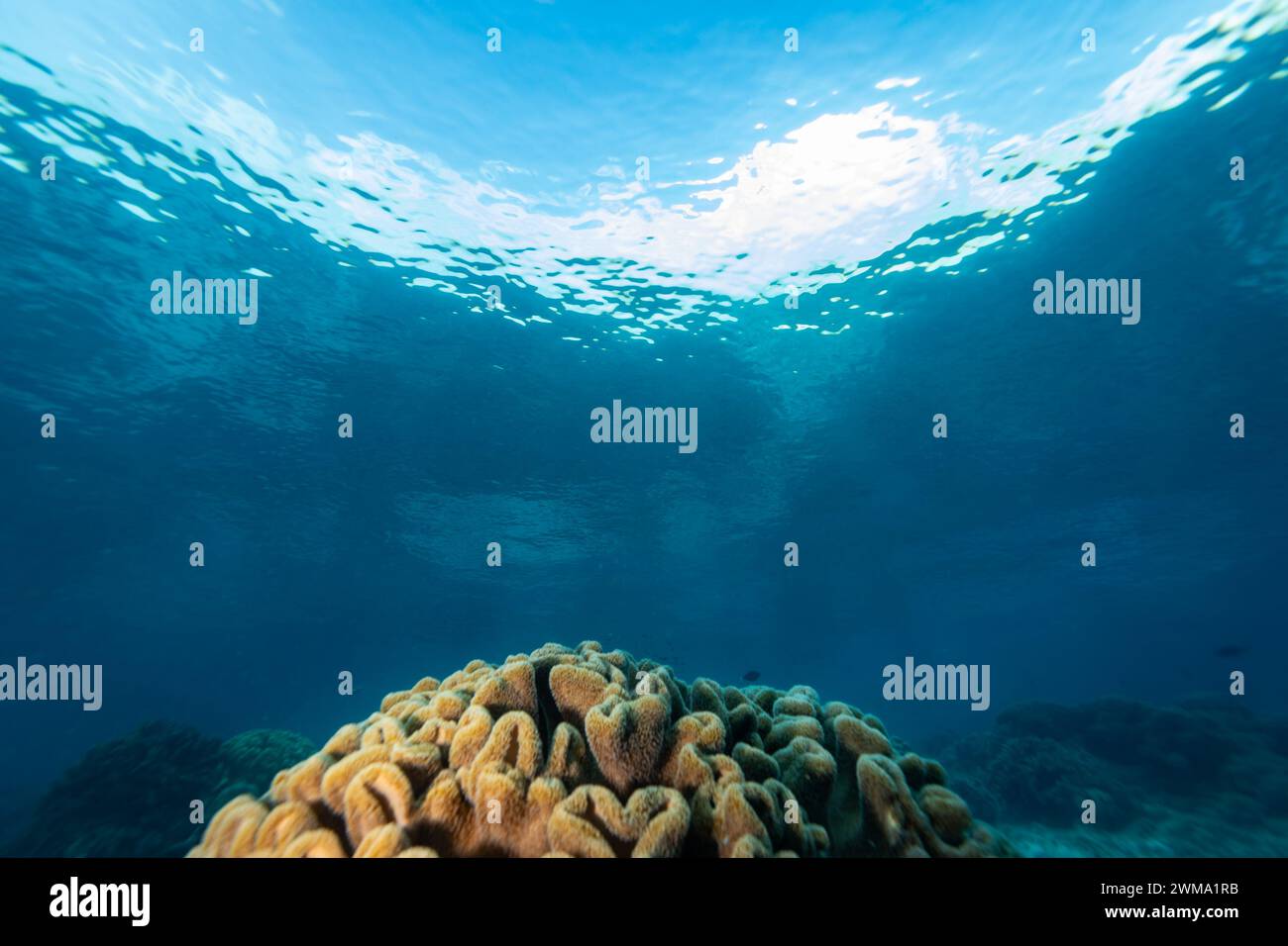 View from bottom up of beautiful coral head on tropical coral reef with ...