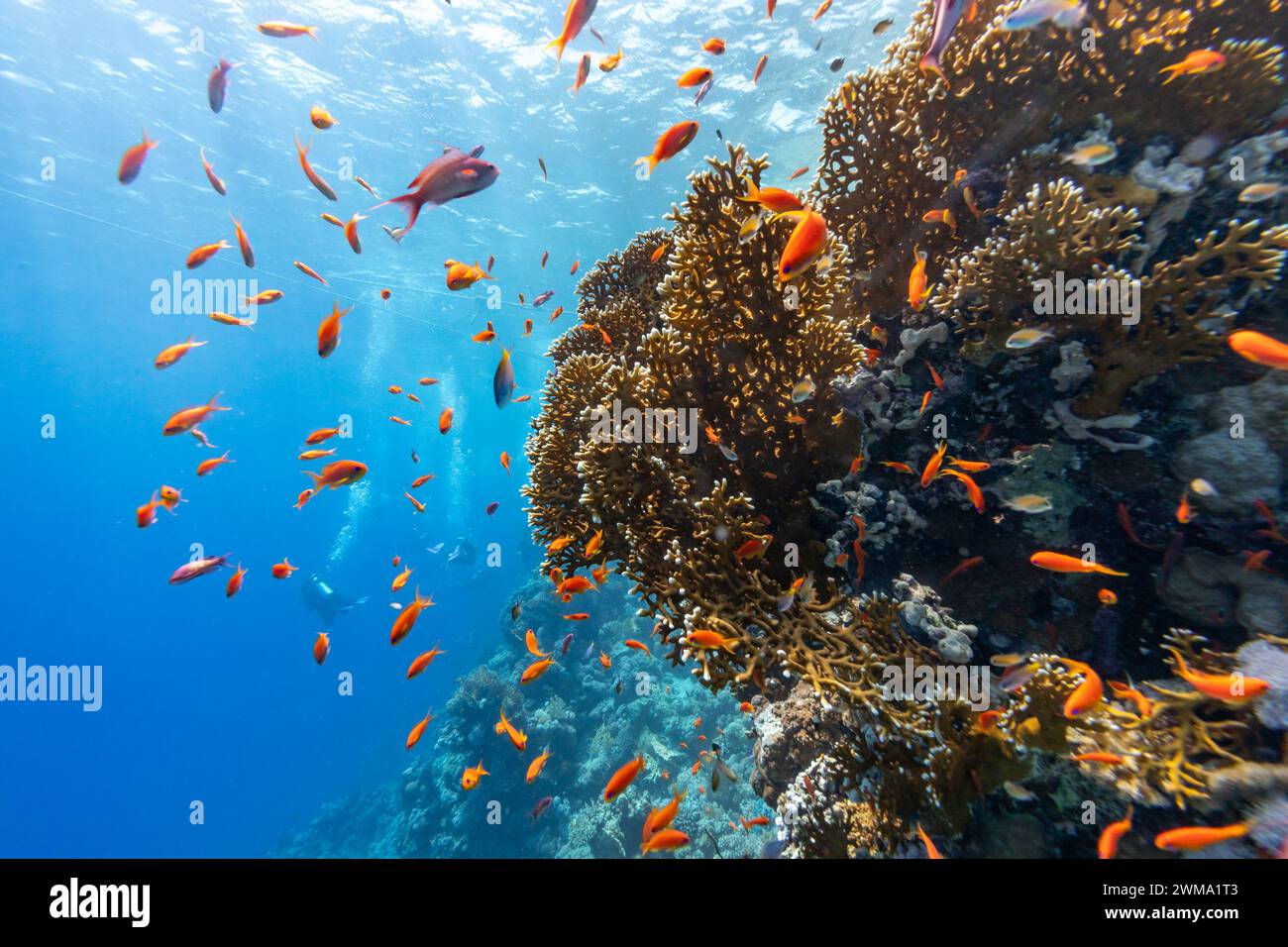 School of fish colorful anthias fish swim along a tropical coral reef ...