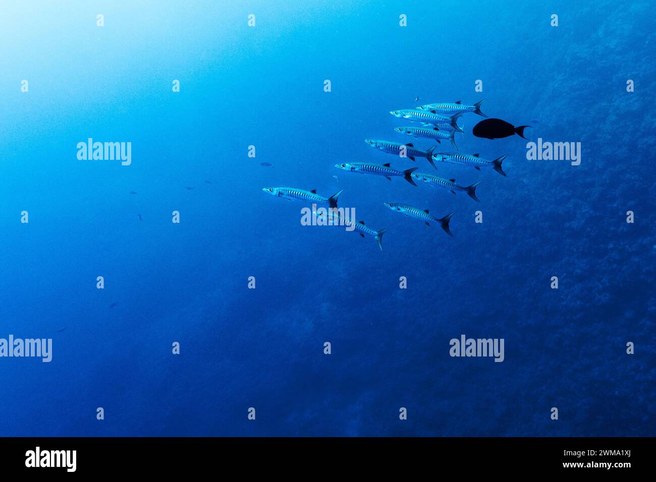 School of striped barracuda fish swim passed coral reef in deep blue ...