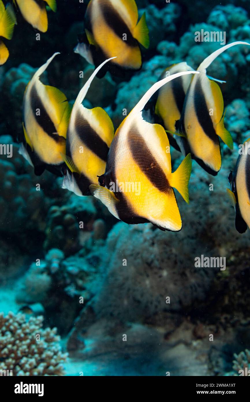 Banner fish hi-res stock photography and images - Alamy