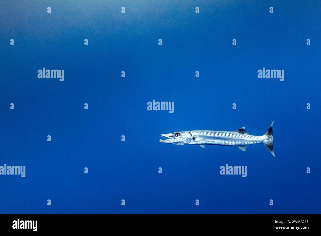 Striped Barracuda fish, Sphyraena, swims through clear blue waters ...