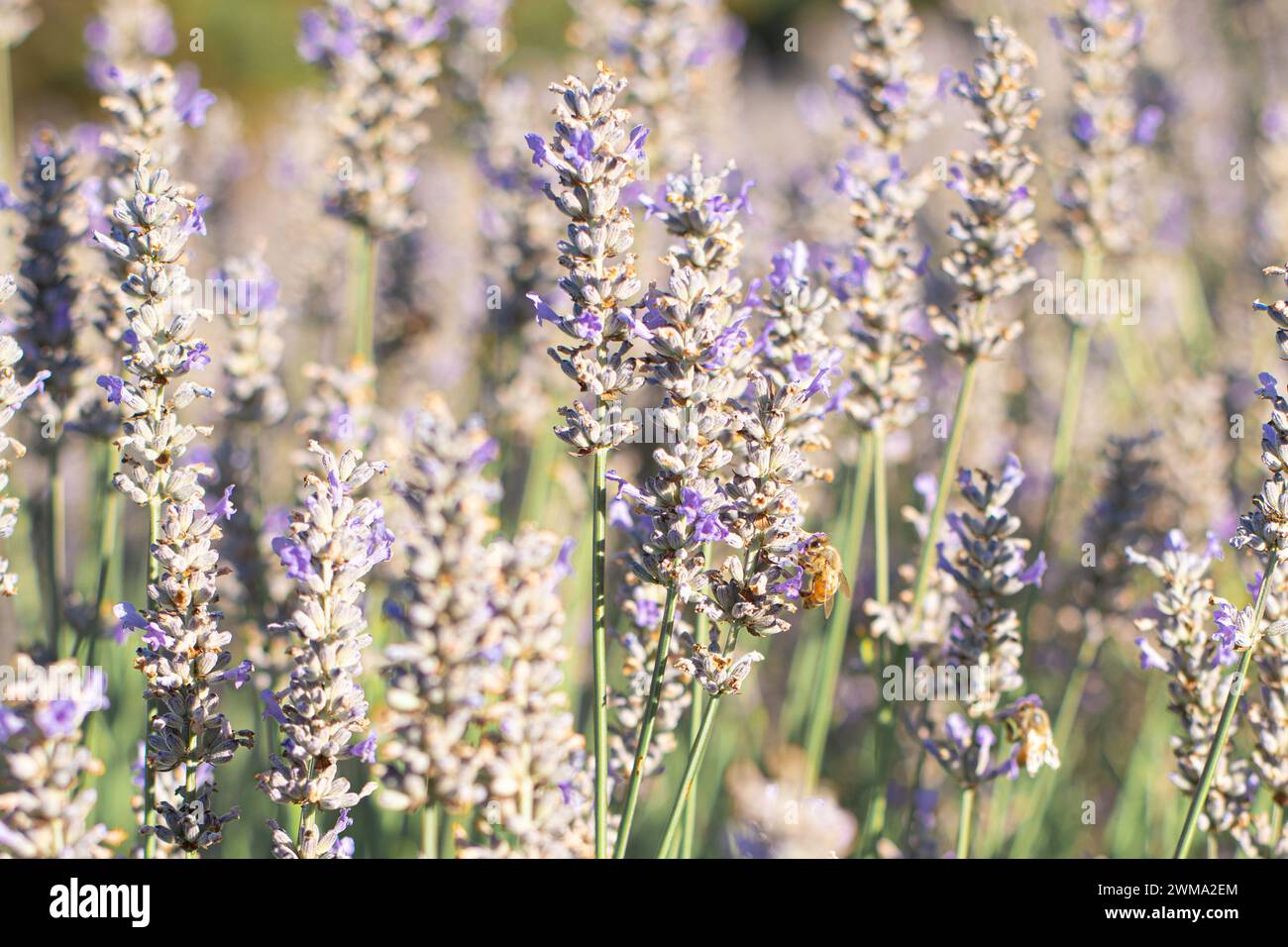 honey bee hovering on a lavender plant on an organic lavender farm in ...
