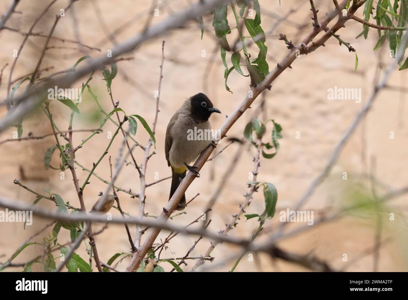 the Arabian bulbul Stock Photo - Alamy