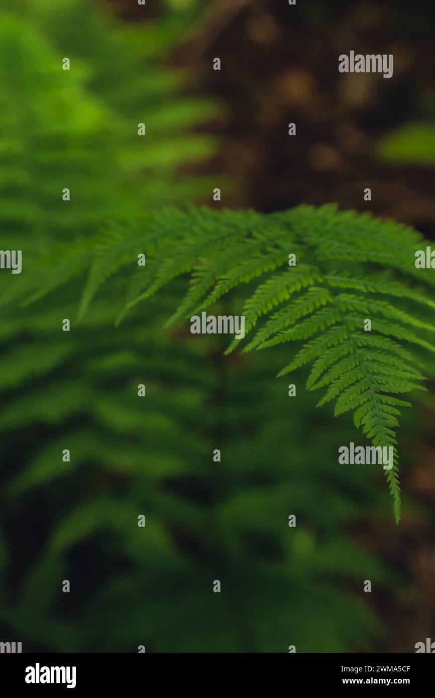 Beautiful fern leaves green foliage natural floral pattern fern ...