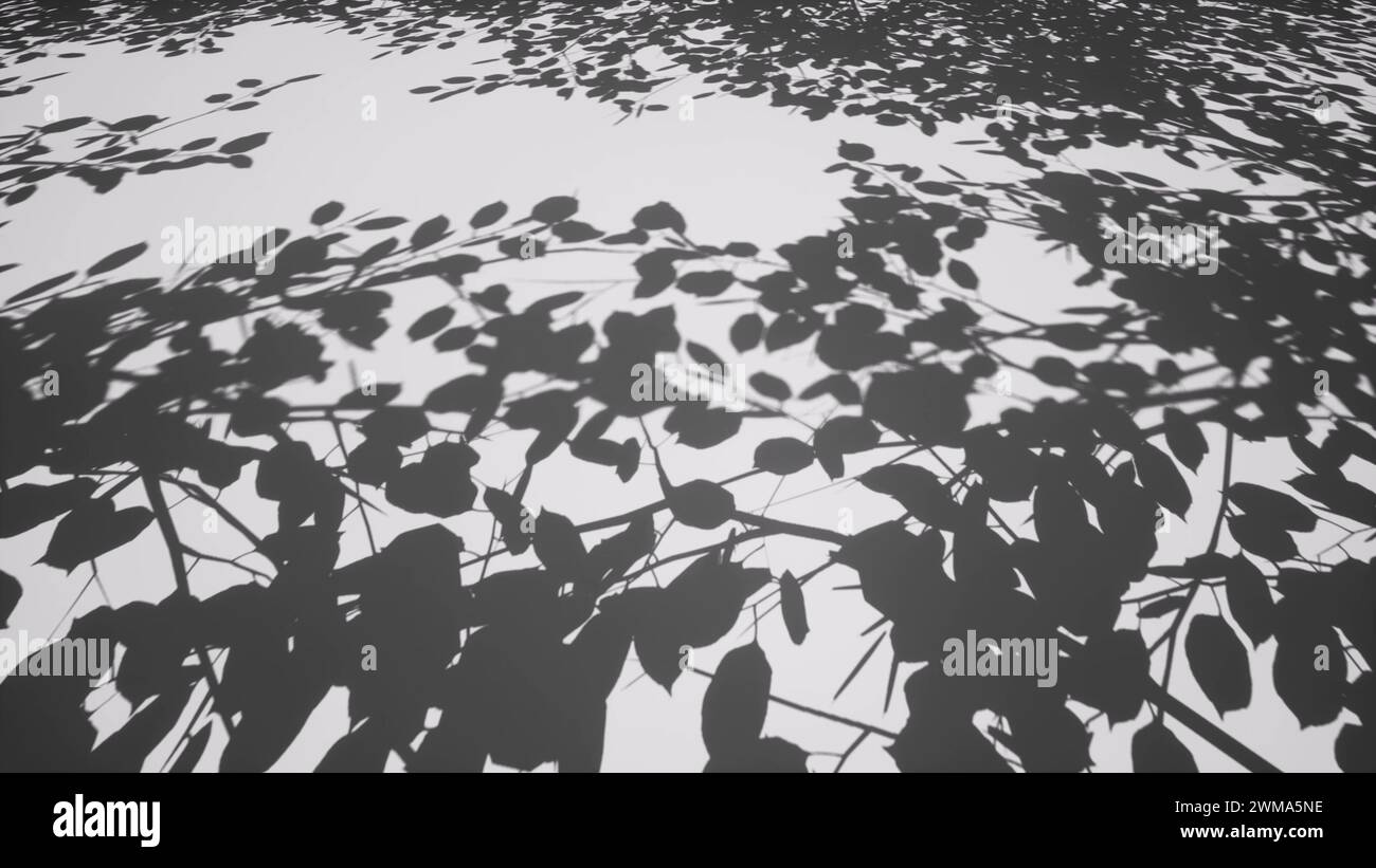 Shadows palm leaves move on hi-res stock photography and images - Alamy