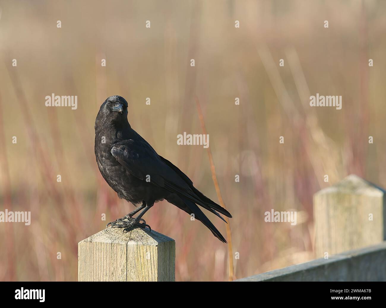 Common Crow (Corvus) - sitting on a fence post facing the camera with ...