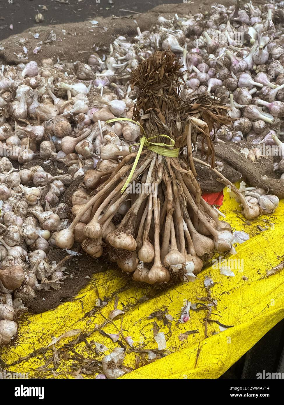 View of 'Hill garlic' which has a strong flavor,immense health benefits ...
