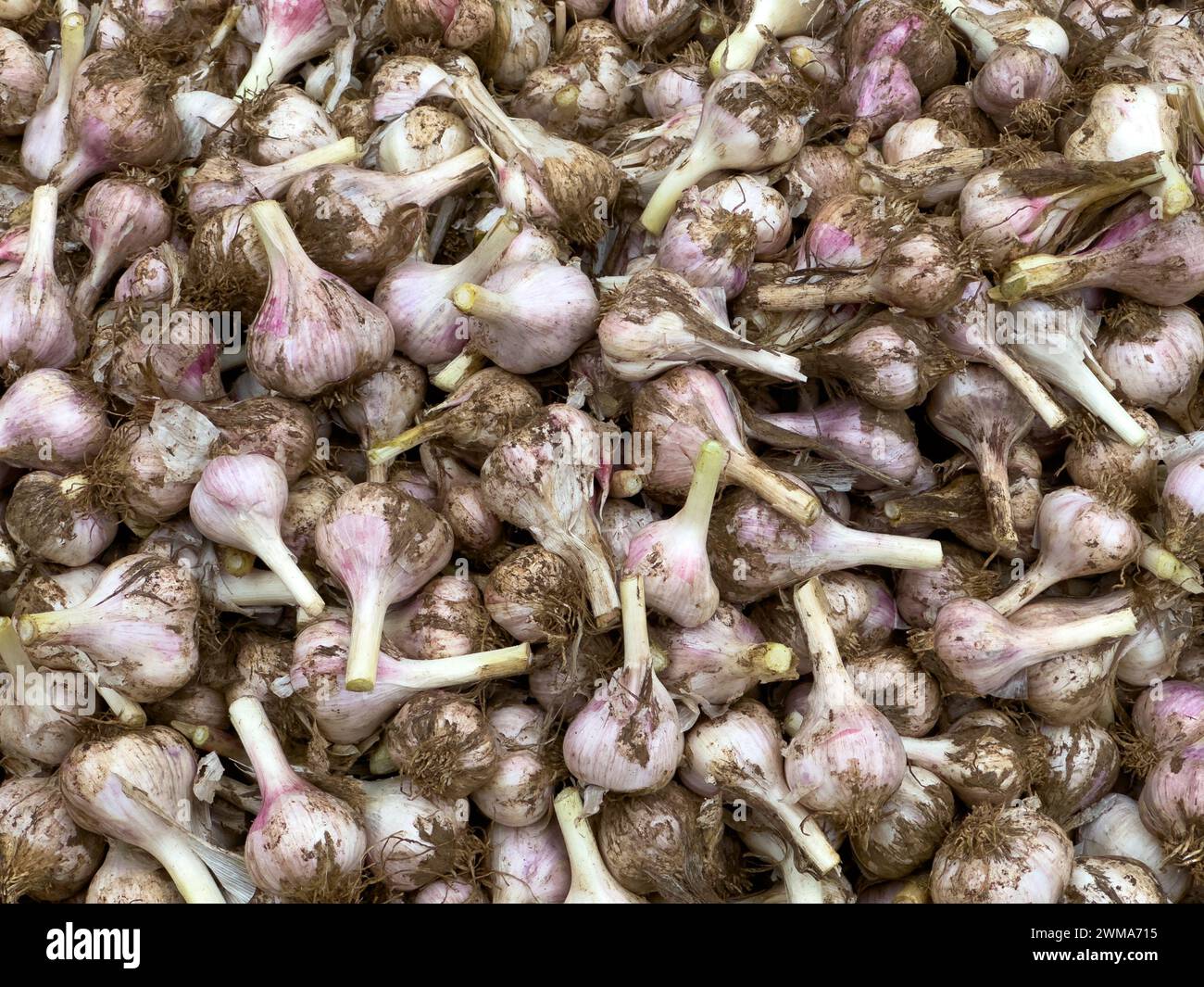 View of 'Hill garlic' which has a strong flavor,immense health benefits ...
