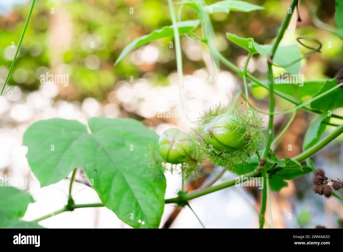 Macro shot of green Rambusa fruit. Rambusa is often referred to as a ...