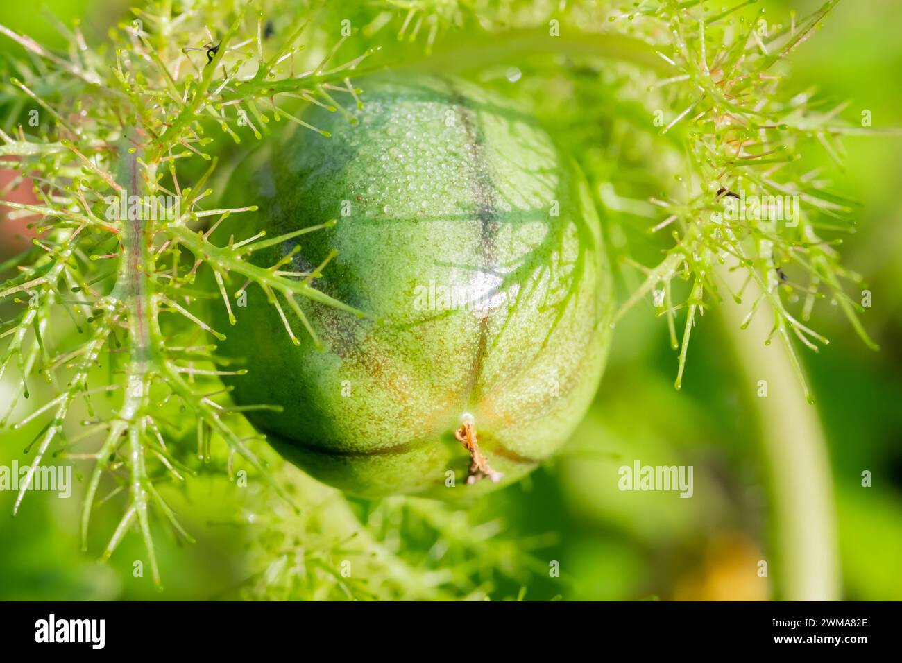 Macro shot of green Rambusa fruit. Rambusa is often referred to as a ...