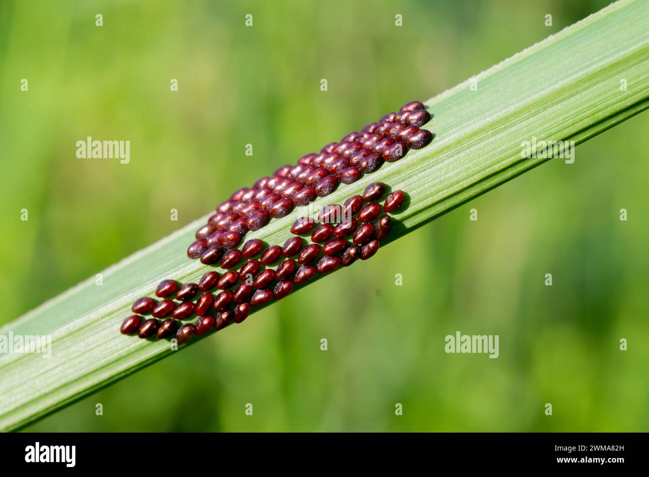 Bug egg foot hi-res stock photography and images - Alamy