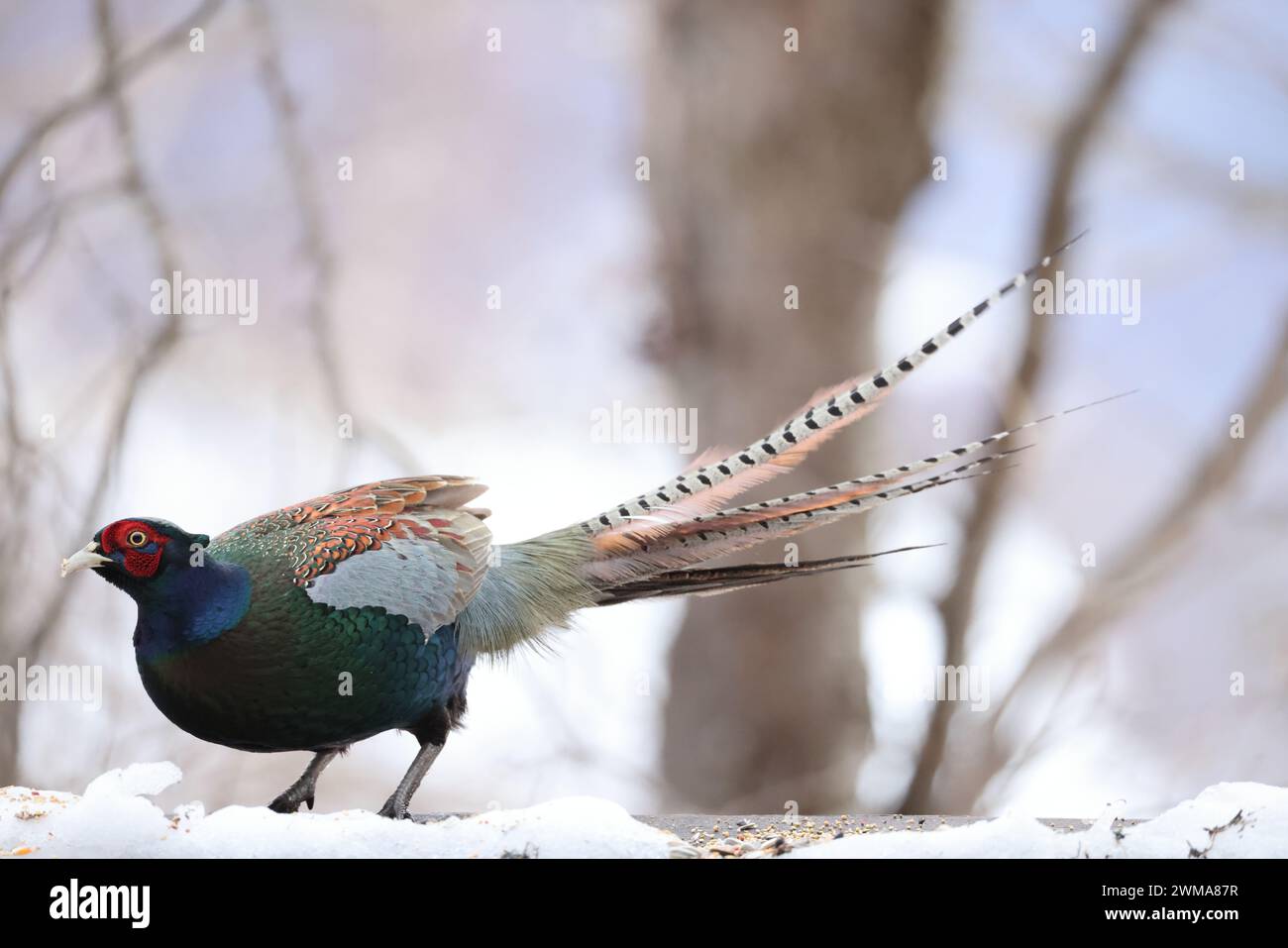 The green pheasant (Phasianus versicolor), also known as the Japanese ...