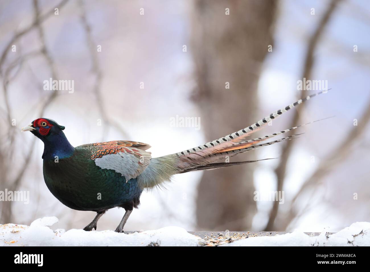 The green pheasant (Phasianus versicolor), also known as the Japanese ...