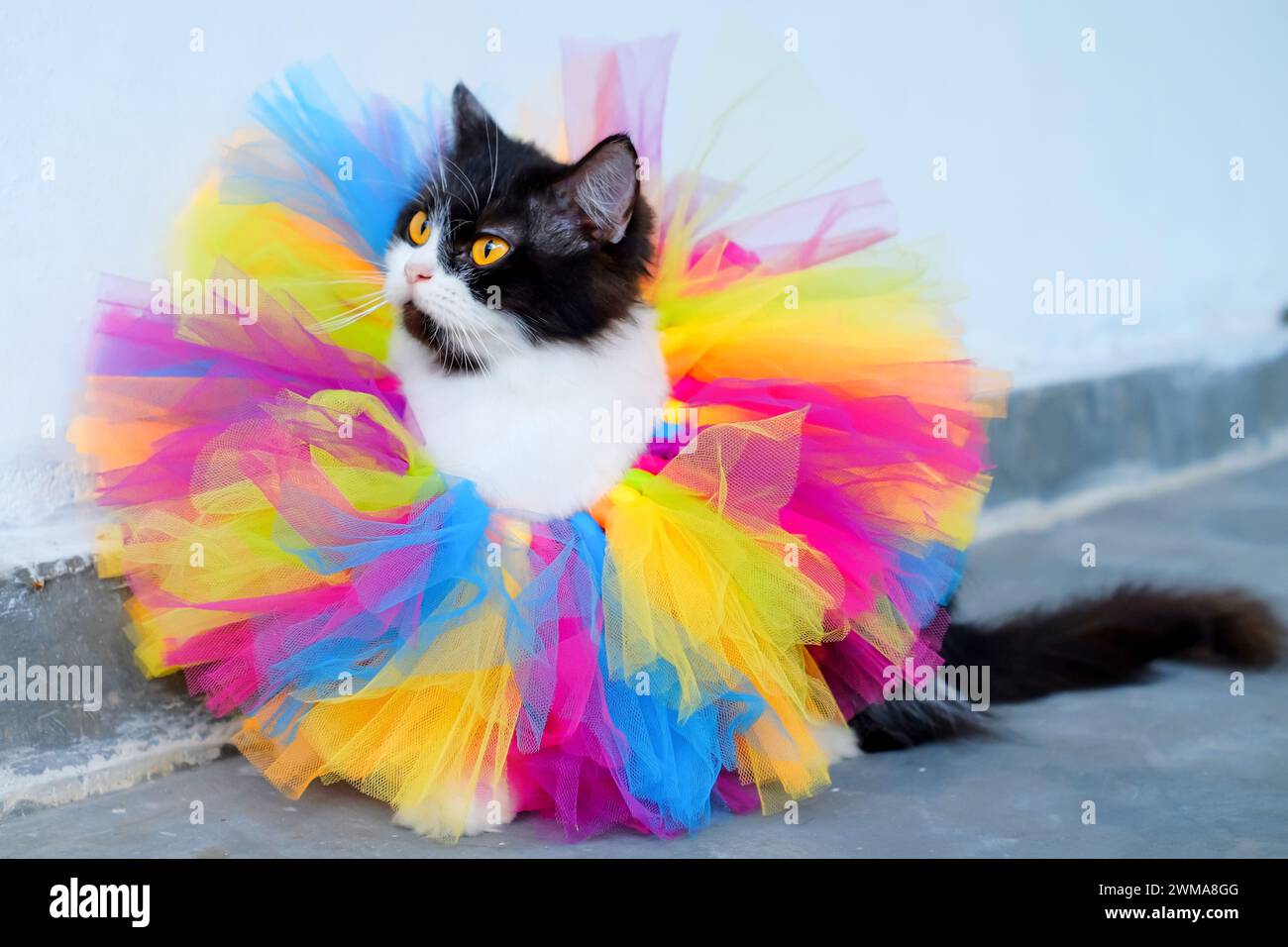 Modern cat textile hi-res stock photography and images - Alamy