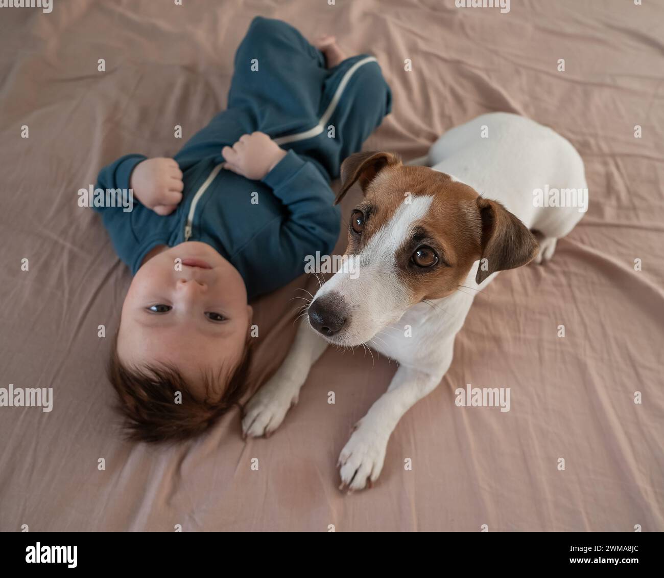 Top view of Jack Russell Terrier dog and three month old boy lying on ...